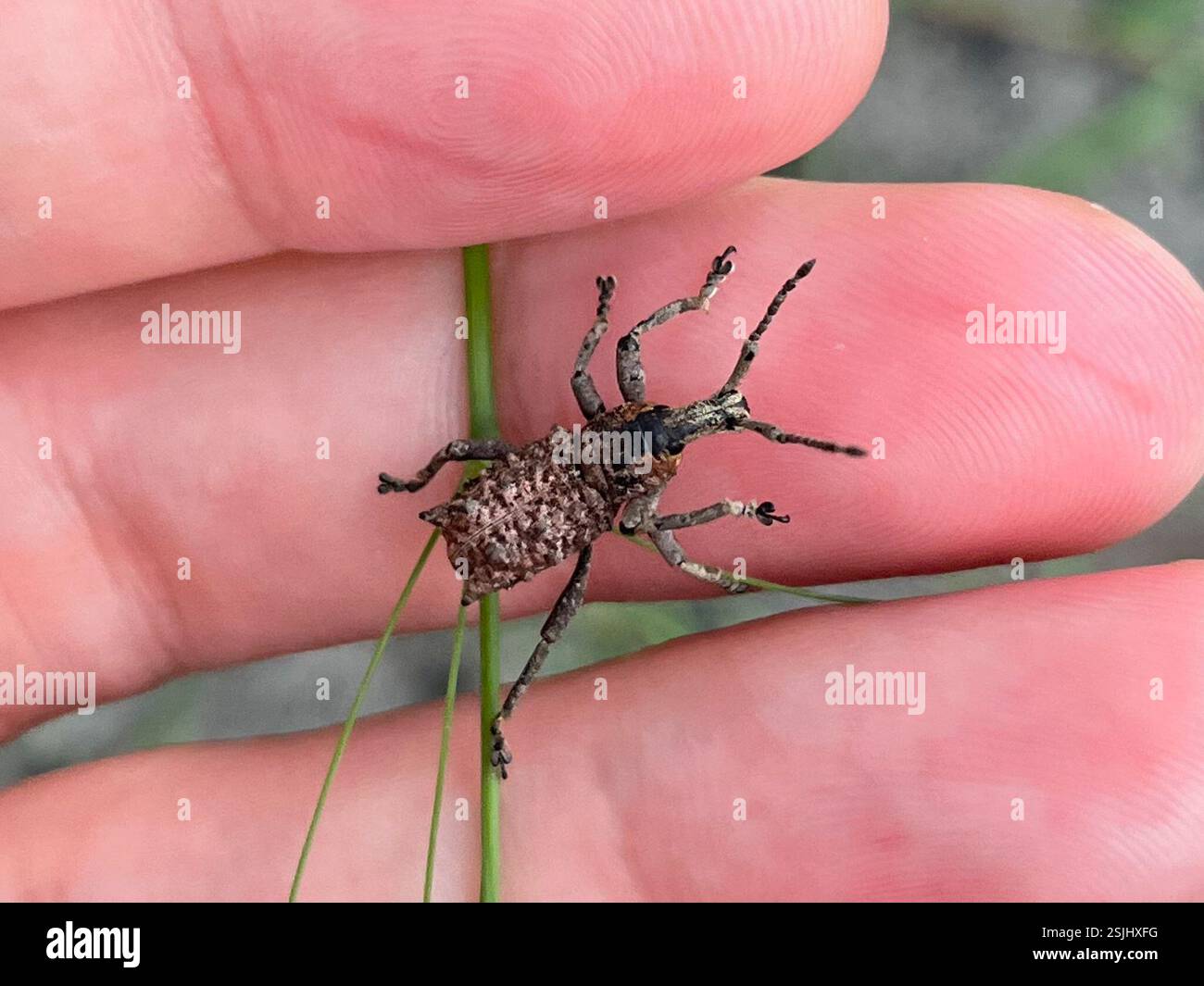 (Leptopius), Insecta, Esplanade, Yeronga, QLD, AU Stock Photo - Alamy