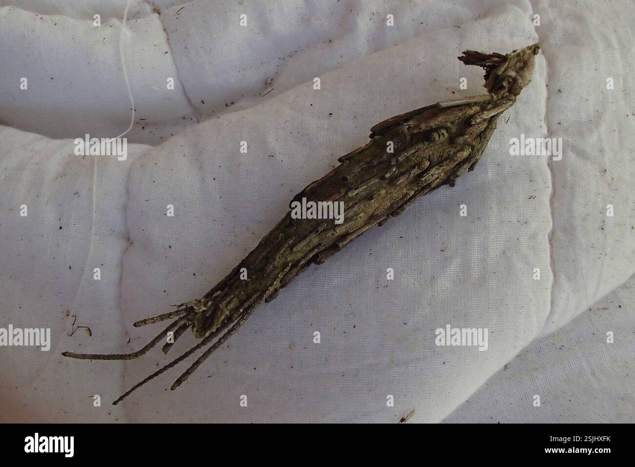 Saunder's Case Moth (Metura elongatus), Insecta, 62 Railway Parade ...