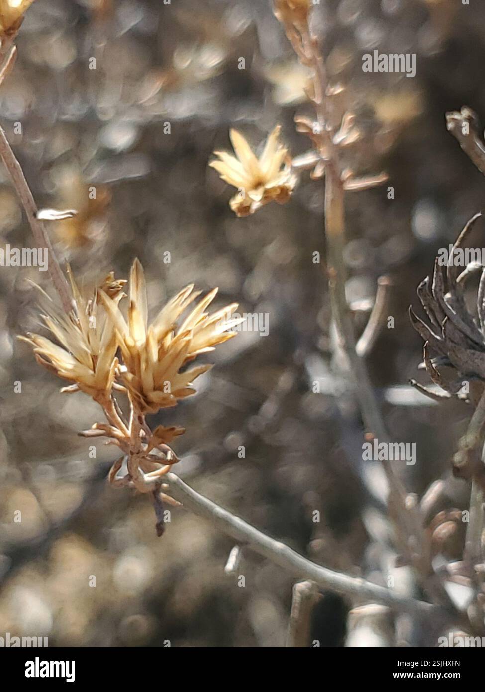(Asteroideae), Plantae, Randall County, TX, USA Stock Photo - Alamy