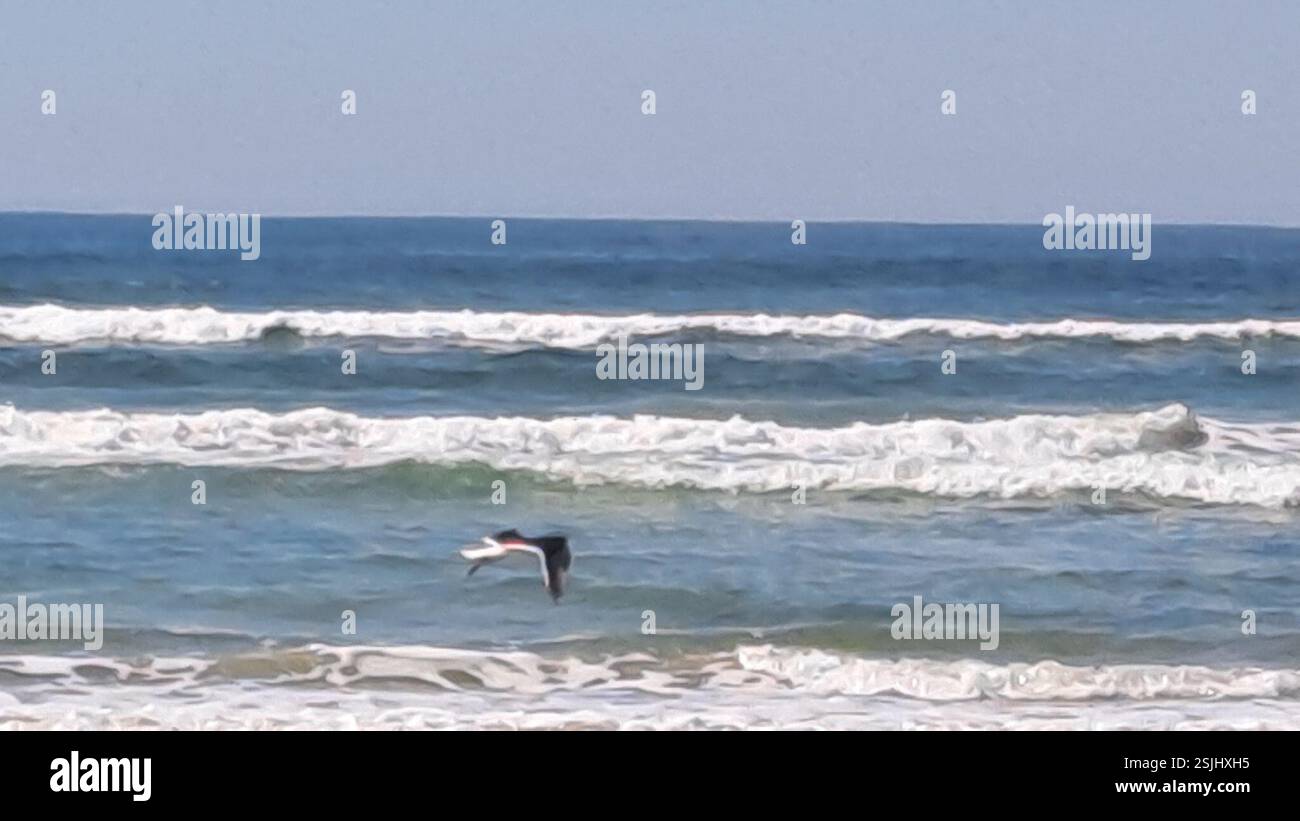 Kelp Gull (Larus dominicanus), Aves, Brasil Stock Photo - Alamy