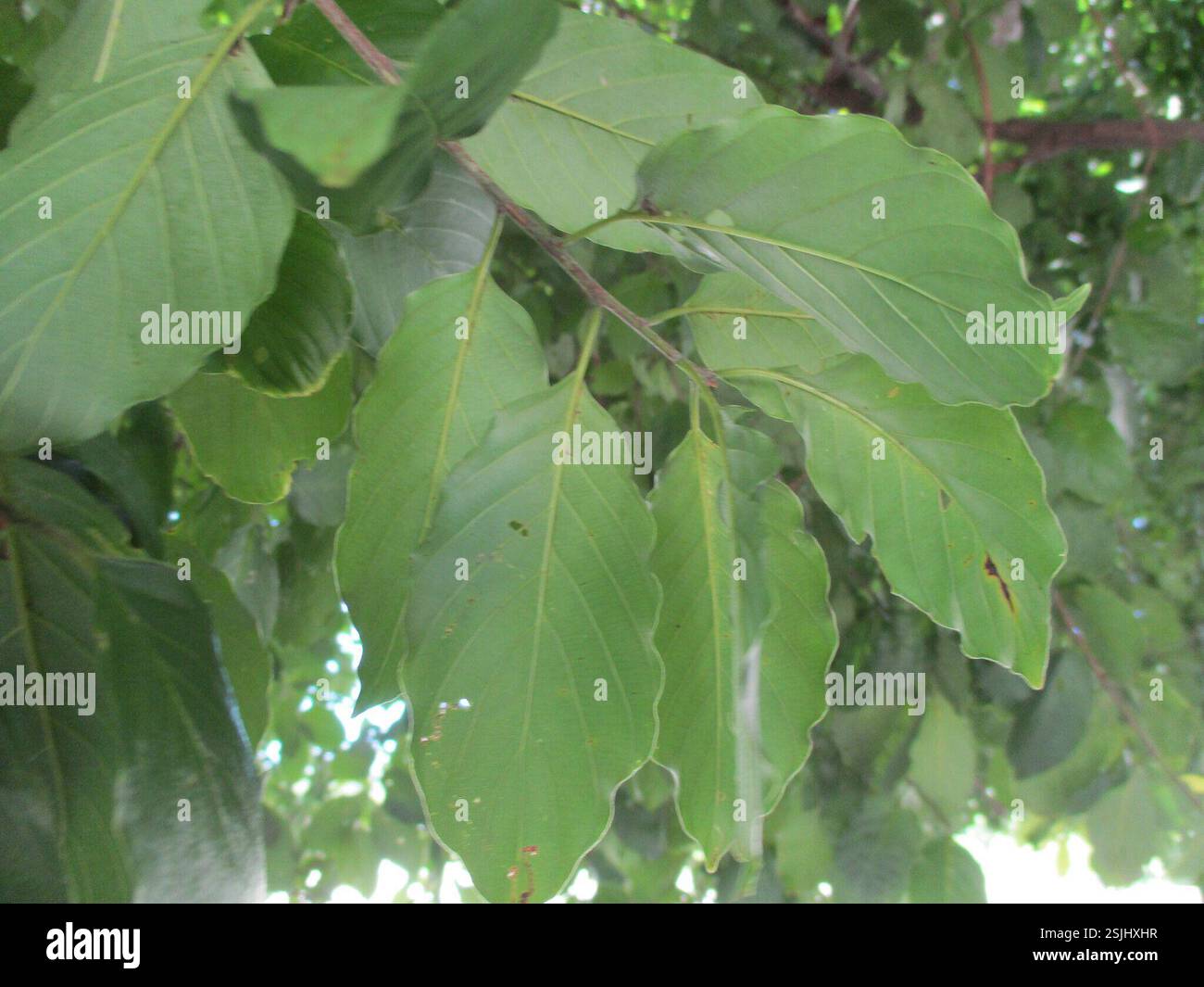 brown ivory (Phyllogeiton discolor), Plantae, Zambezi Region, Namibia ...