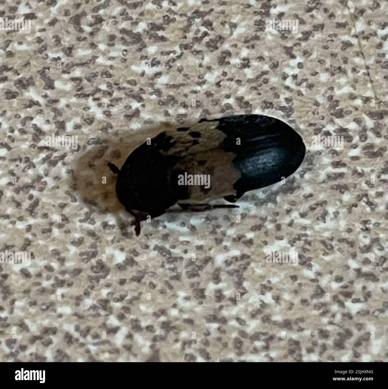 Larder Beetle (Dermestes lardarius), Insecta, Minnesota, US Stock Photo ...