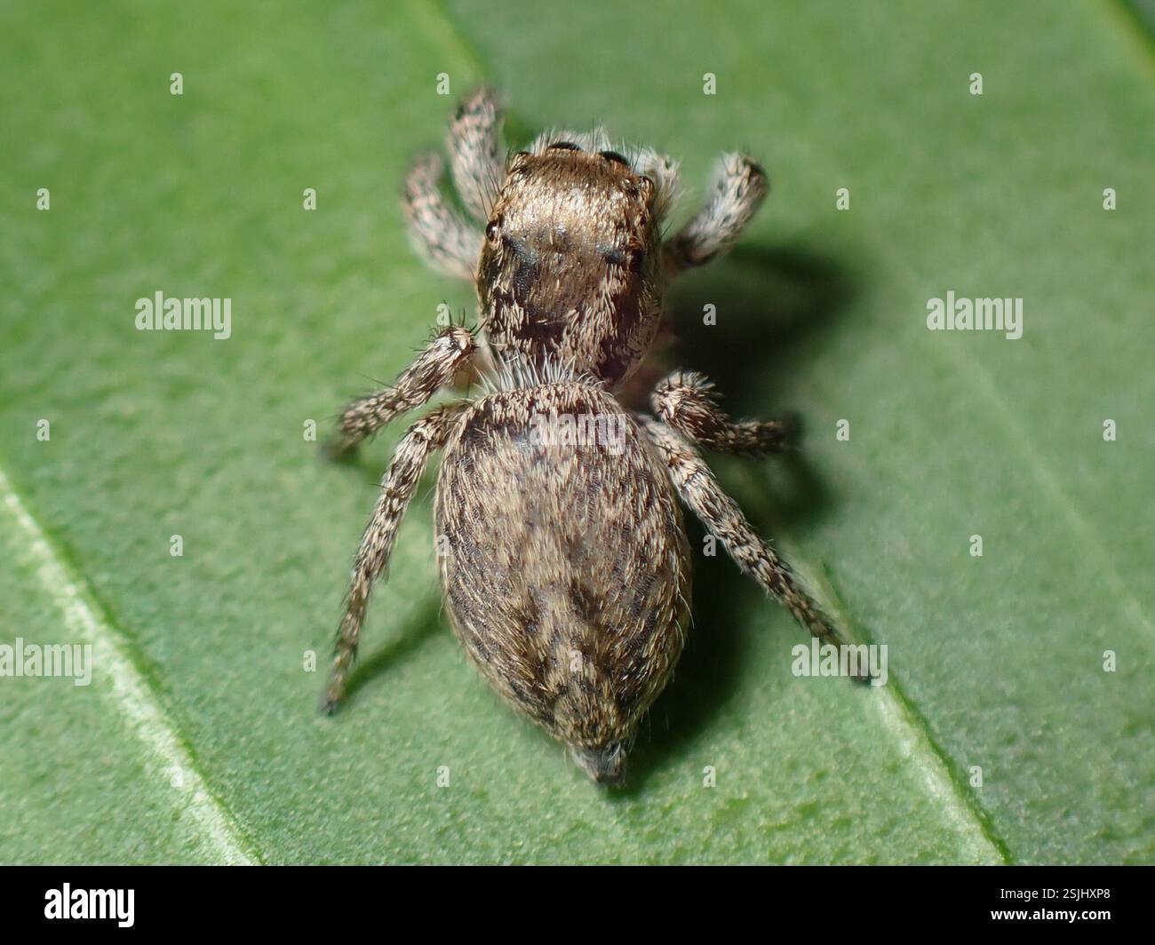 Paradise Jumping Spiders (Habronattus), Arachnida, Copan Ruinas ...