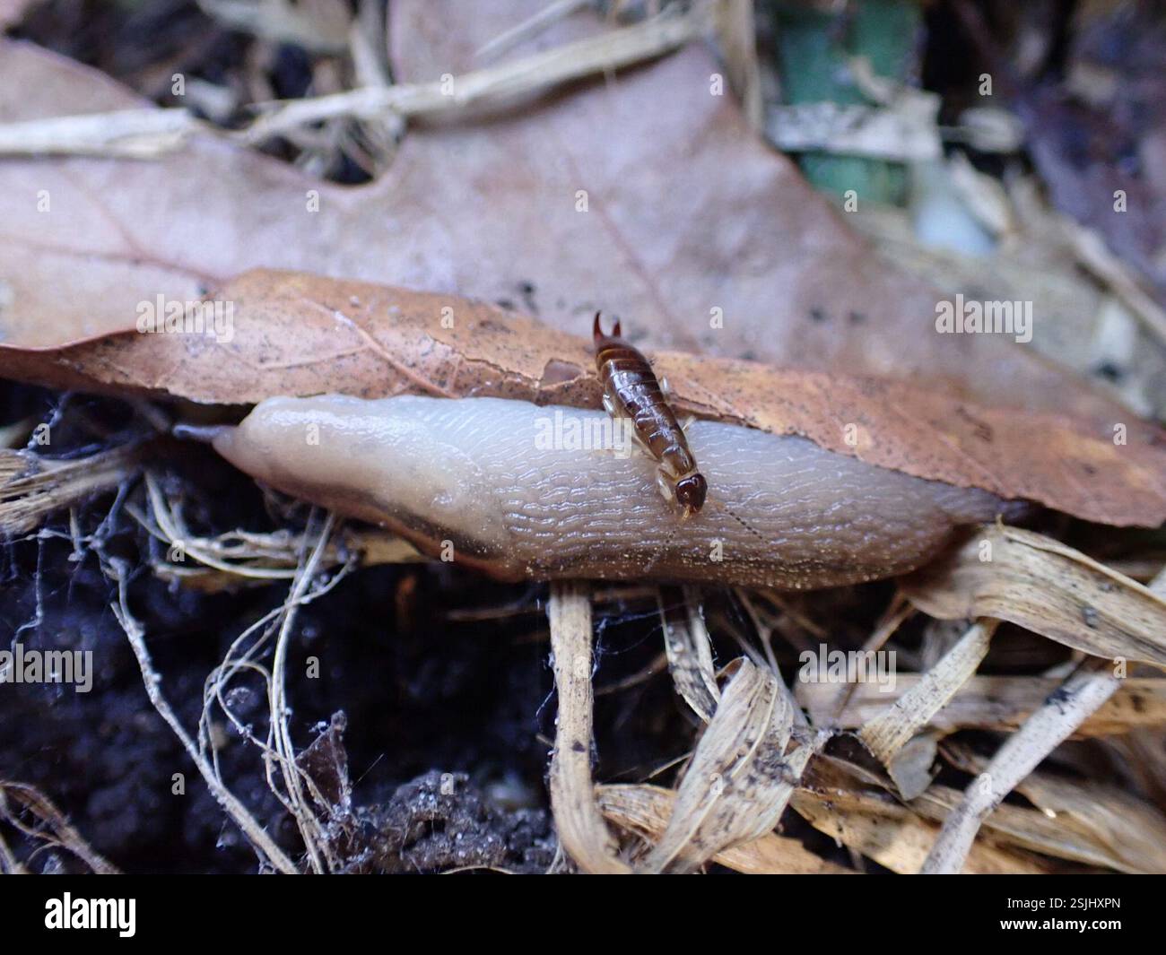 Striped Greenhouse Slug (Ambigolimax valentianus), Mollusca, North ...