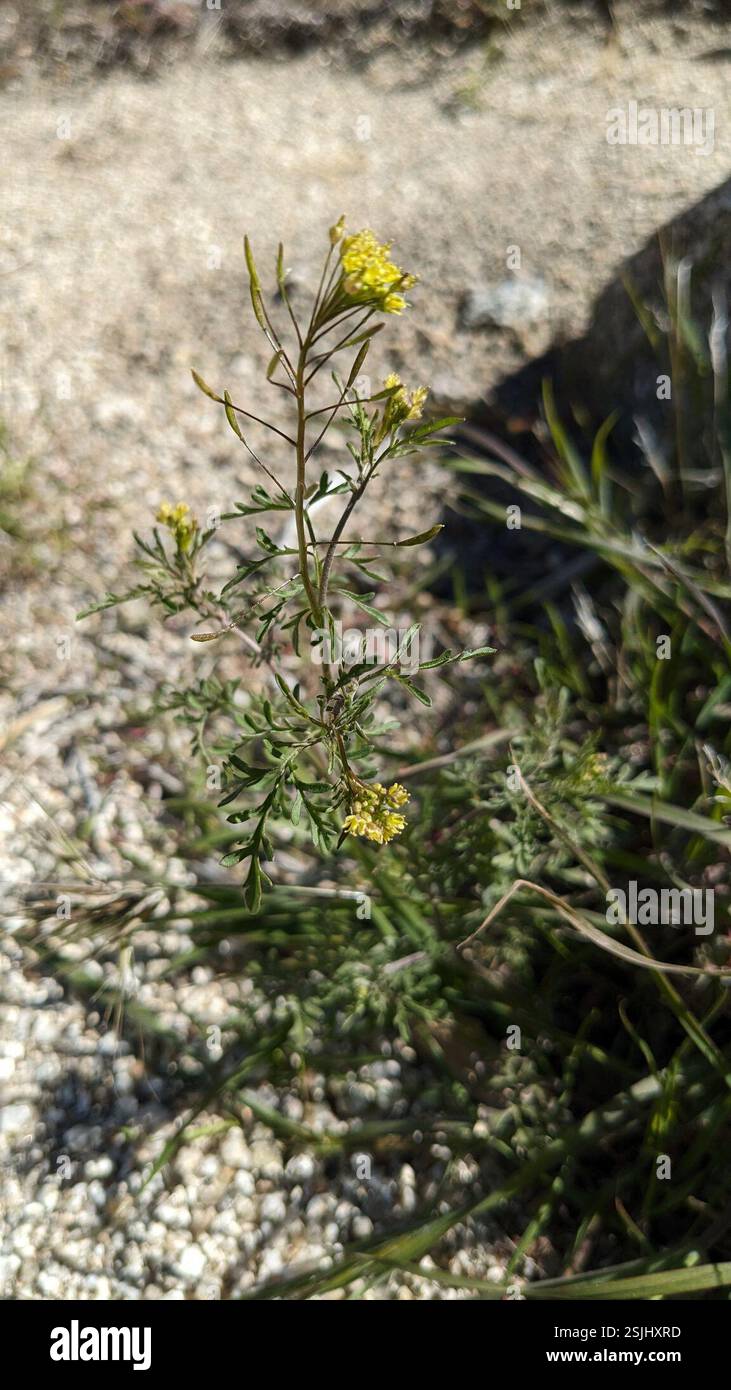 Western Tansymustard (Descurainia pinnata), Plantae, San Diego ...