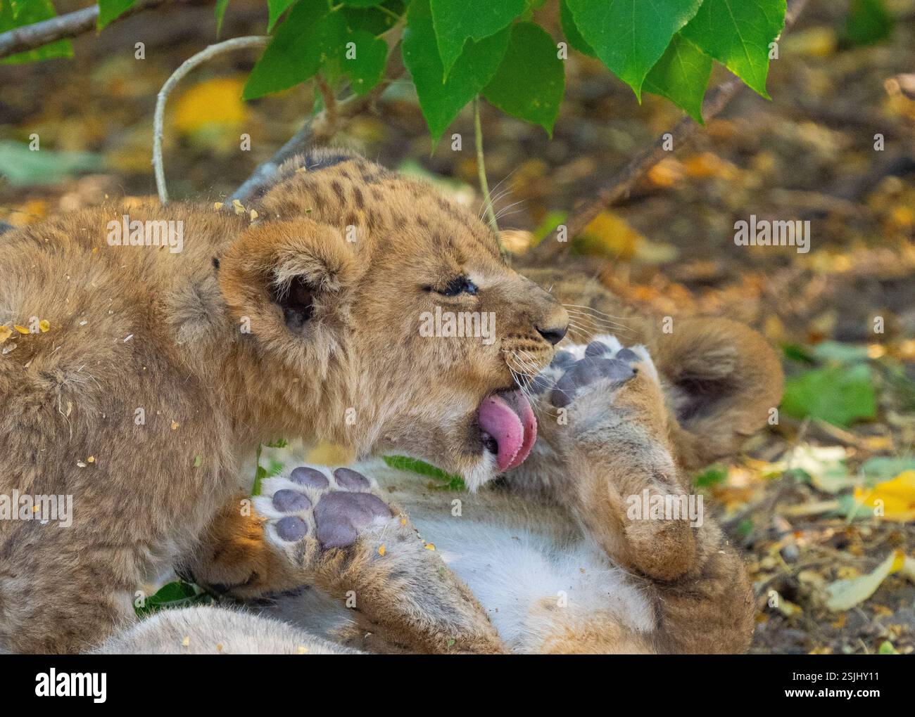 African Lion cub (Panthera leo) licking the foot of a sibling Stock Photo - Alamy