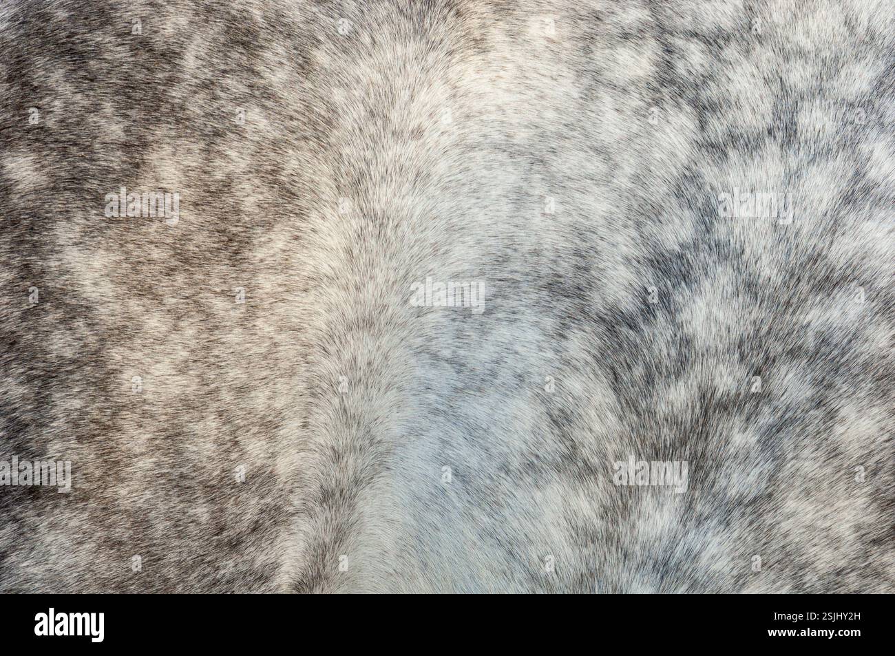 Equine coat colors hi-res stock photography and images - Alamy
