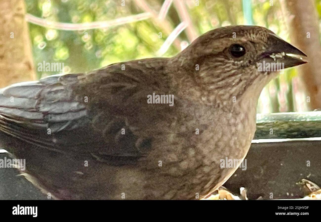 Brown-headed Cowbird (Molothrus ater), Aves, Mitchell St, Hillsborough ...