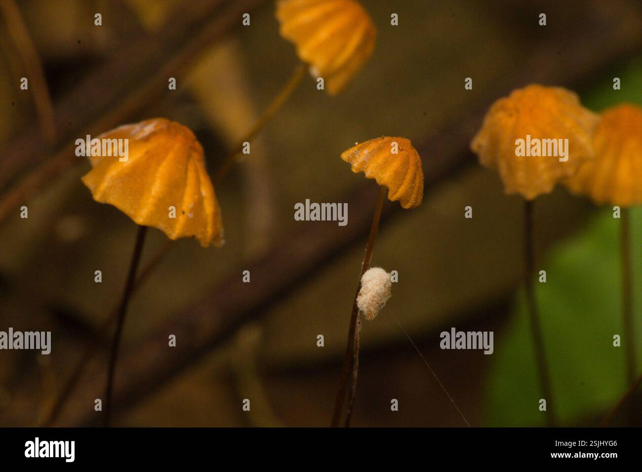 pinwheels and parachute mushrooms (Marasmius), Fungi, Bozano - RS ...