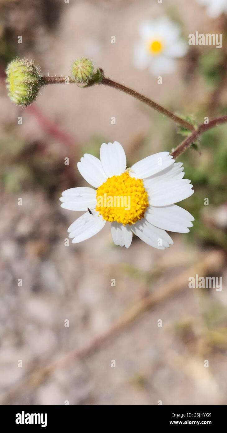 thickleaf rockdaisy (Perityle crassifolia), Plantae, Loreto, MX-BS, MX ...