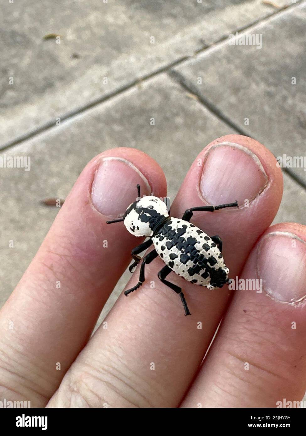Texas Ironclad Beetle (Zopherus nodulosus haldemani), Insecta ...
