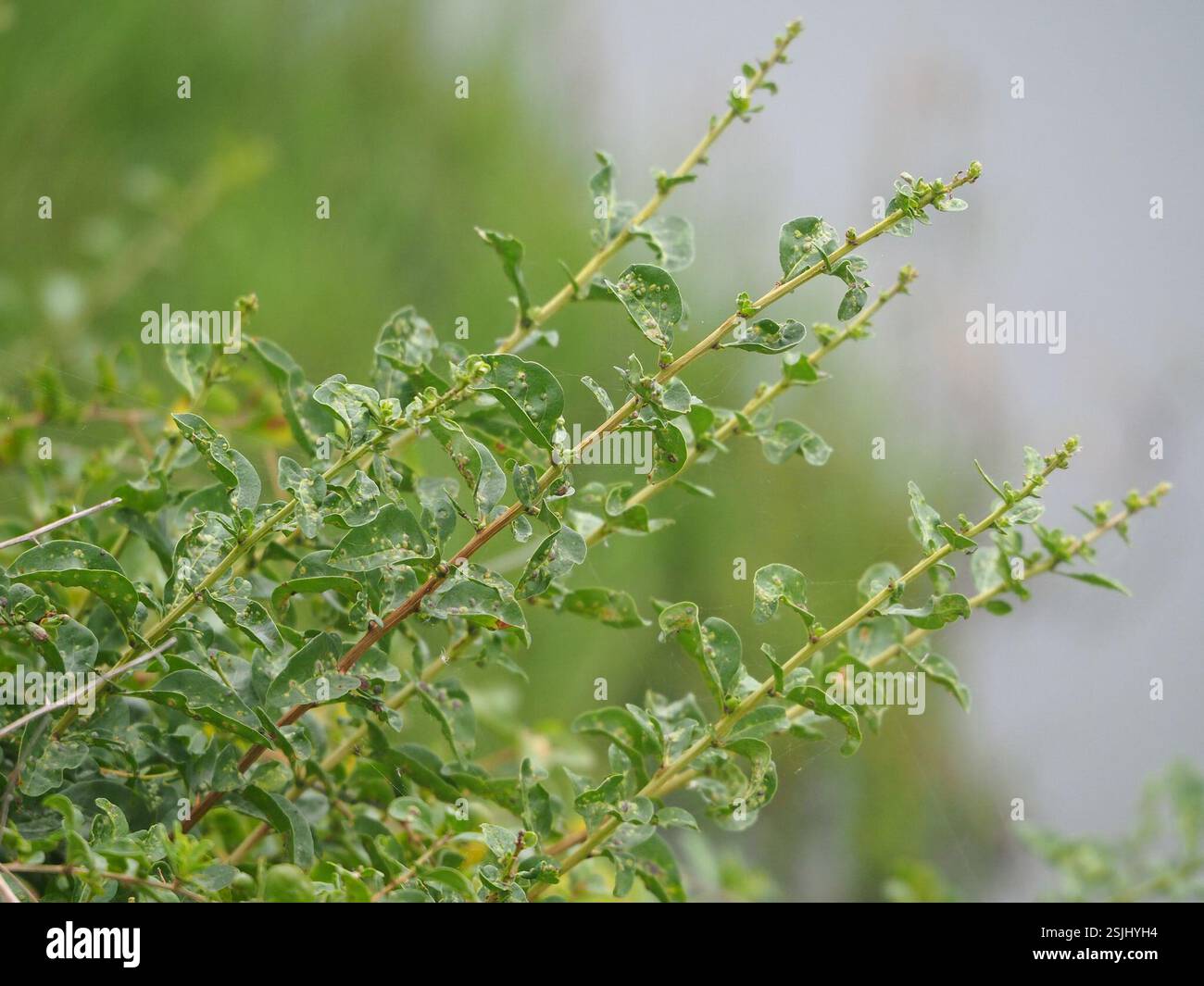 Chinese teaplant (Lycium chinense), Plantae, 台灣嘉義縣 Stock Photo - Alamy