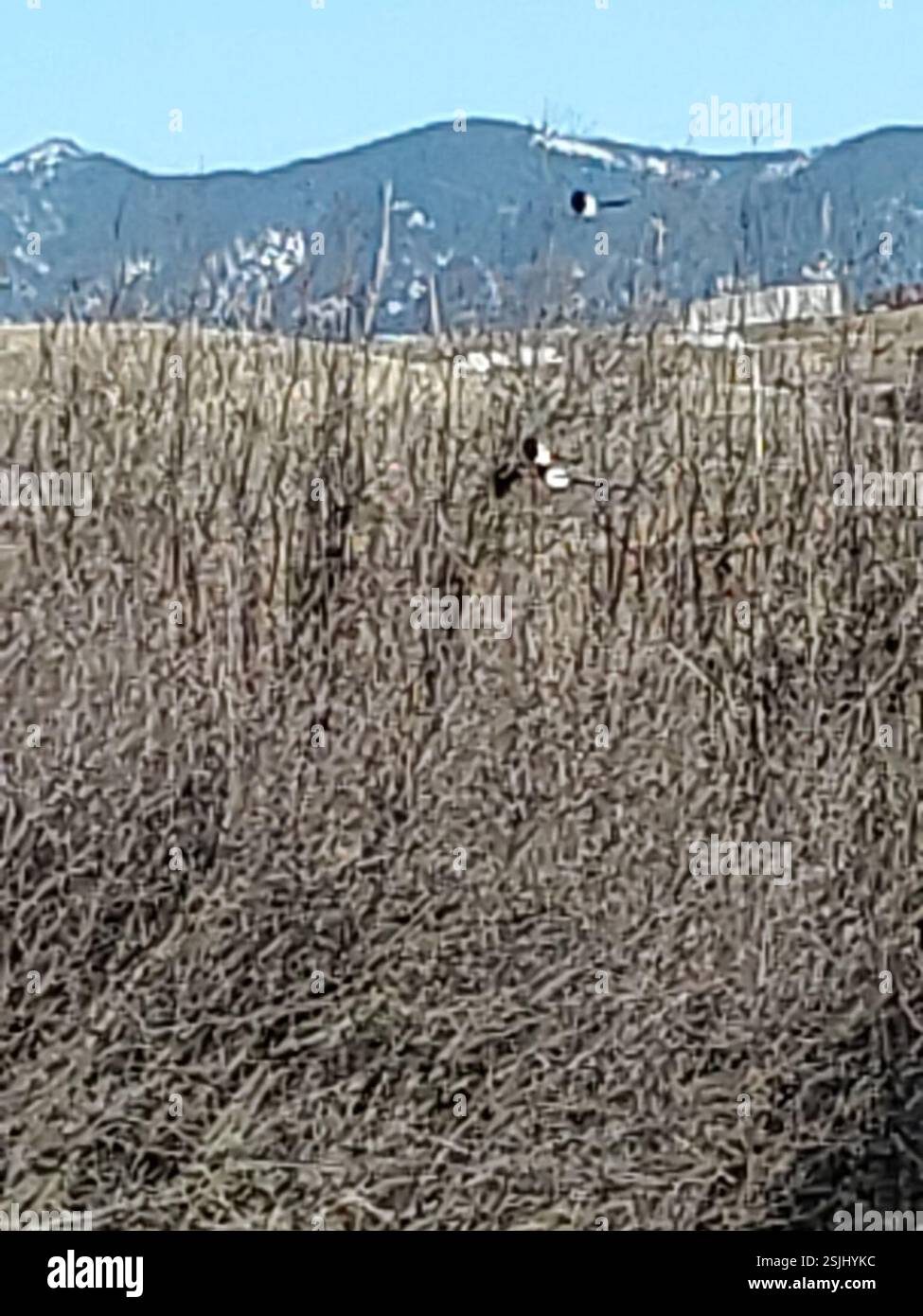 Black-billed Magpie (Pica hudsonia), Aves, Fergus, Montana, United ...