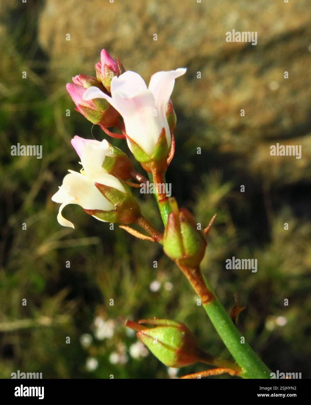 Water Pimpernel (Samolus porosus), Plantae, Leisure Crest, Port Edward ...