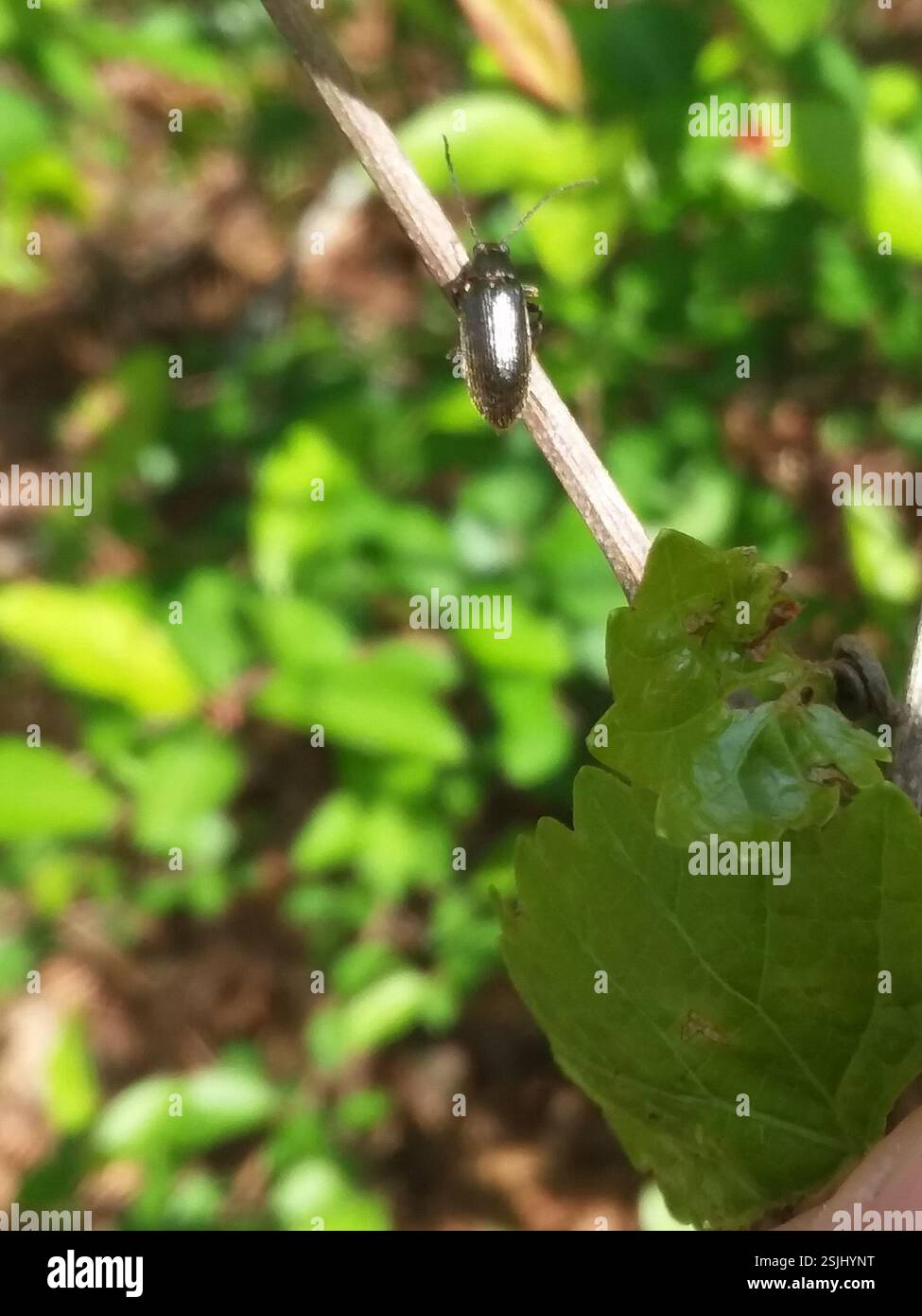 Comb-clawed Darkling Beetles (Alleculinae), Insecta, Windsor Forest ...