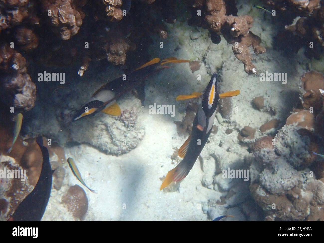 Magnificent Rabbitfish (Siganus magnificus), Actinopterygii, Ko Surin ...