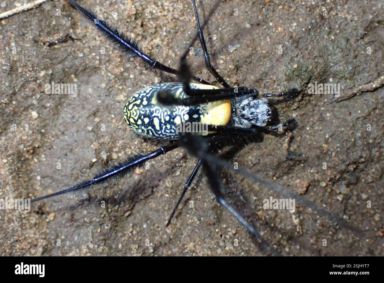 Hairy Golden Orb-weaving Spider (Trichonephila fenestrata), Arachnida ...