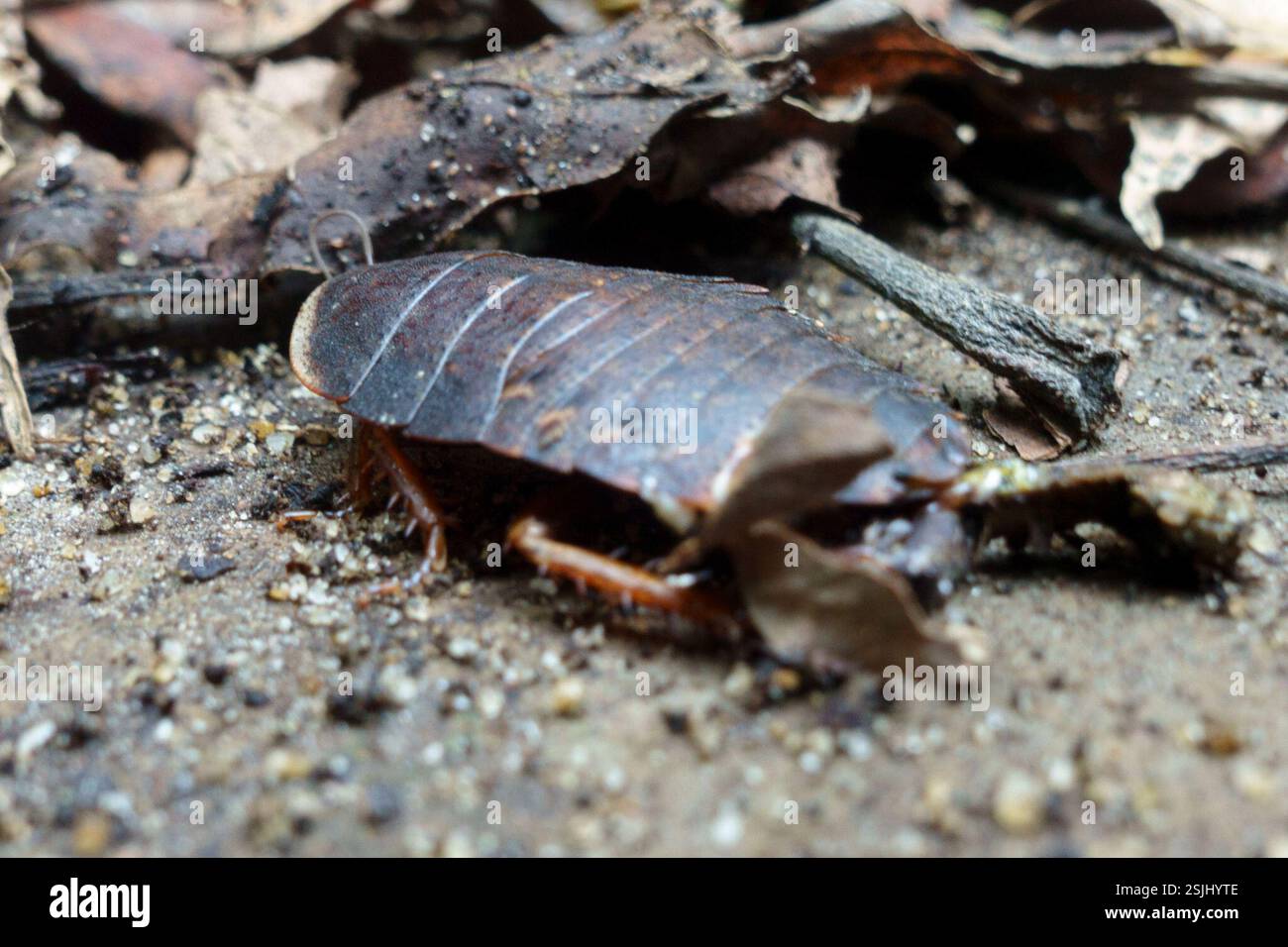 Amphibious Litter Cockroach (Opisthoplatia orientalis), Insecta, 11 ...