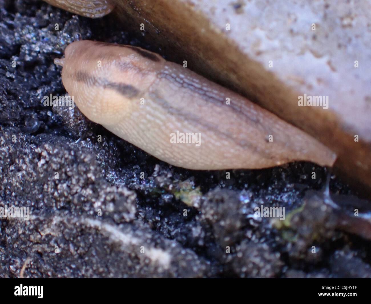 Striped Greenhouse Slug (Ambigolimax valentianus), Mollusca, North ...
