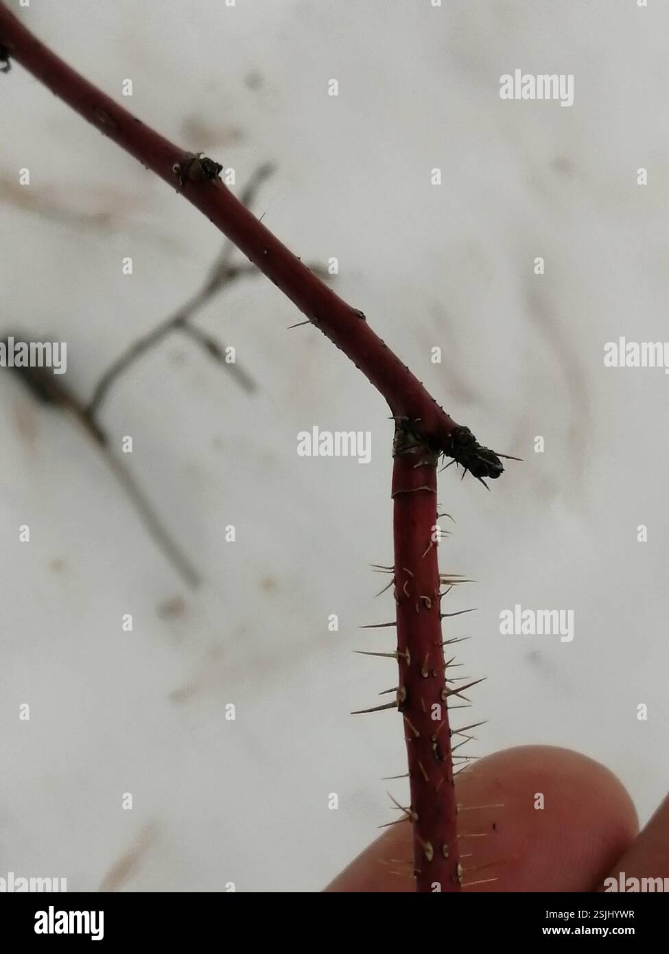 Prickly Wild Rose (Rosa acicularis), Plantae, Иркутская обл., Россия ...
