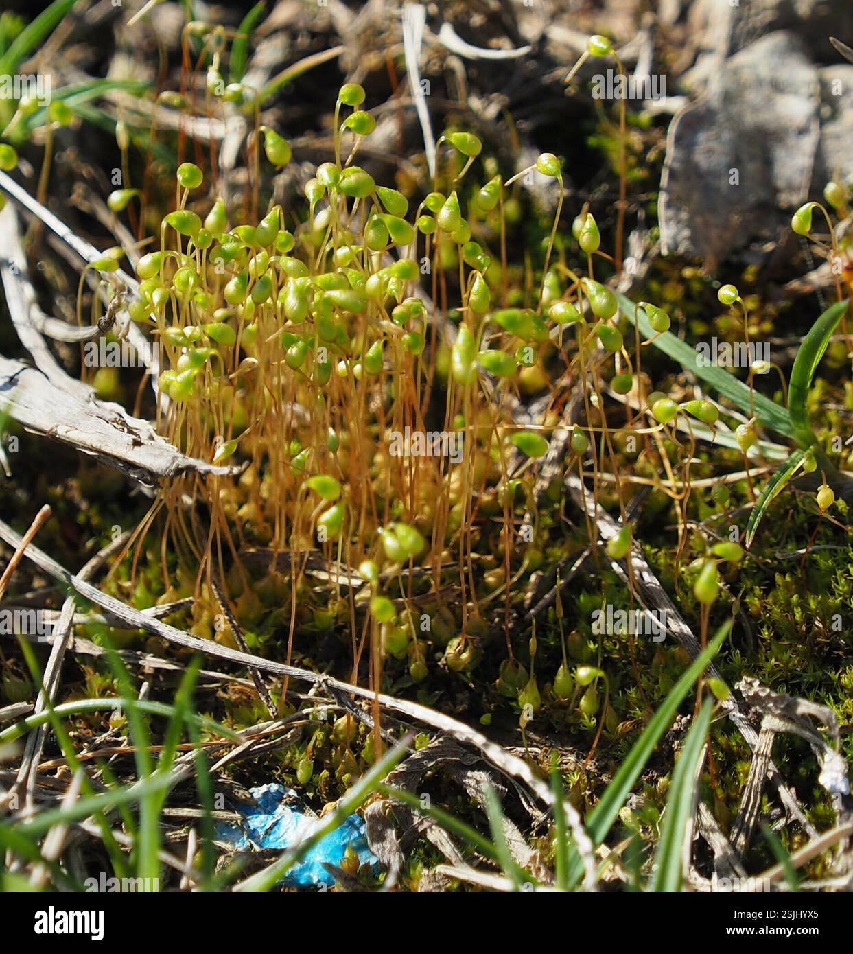 common bladder moss (Physcomitrium pyriforme), Plantae, Prince William ...