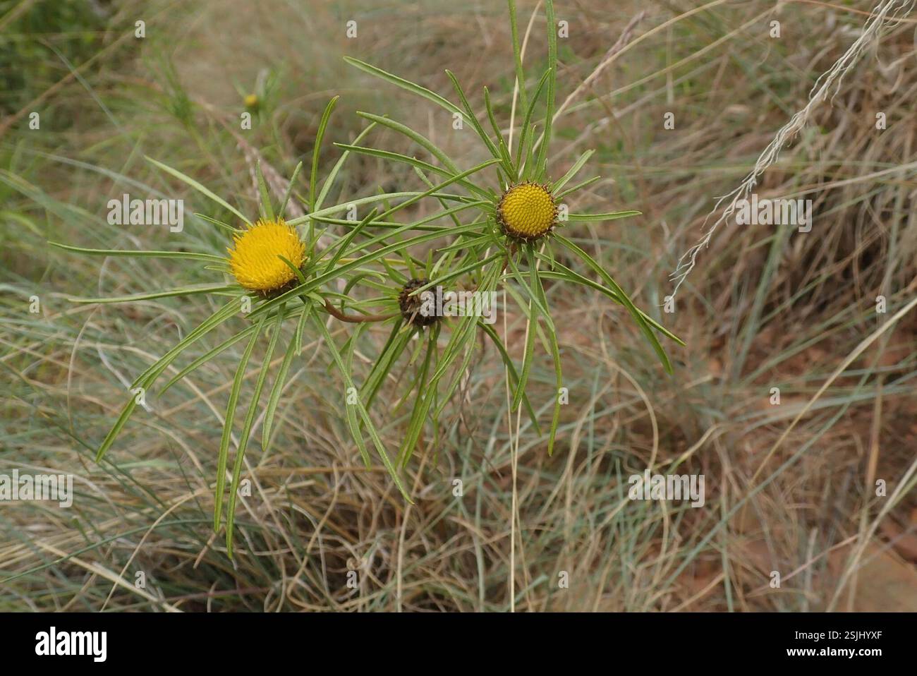 Vomitdaisies (Geigeria), Plantae, Ehlanzeni District Municipality ...