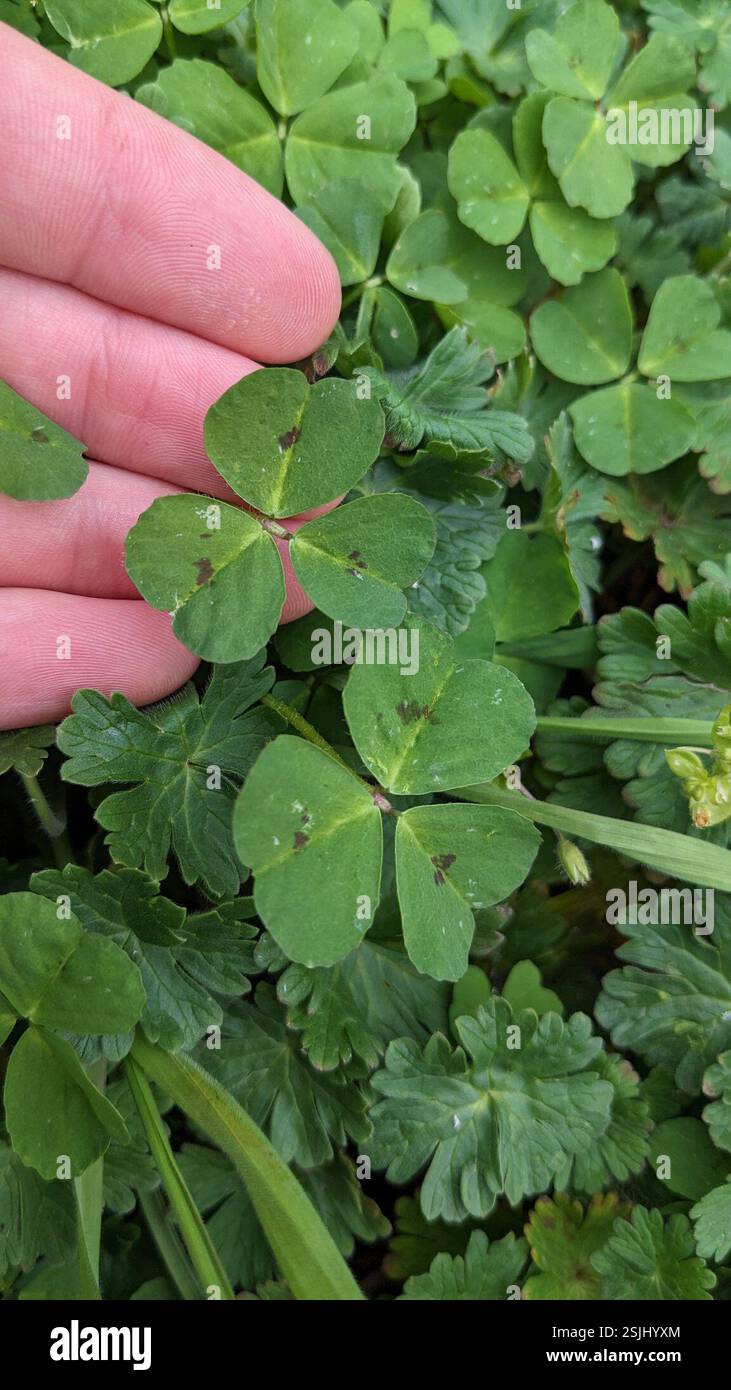 Spotted medick (Medicago arabica), Plantae, London, UK Stock Photo - Alamy