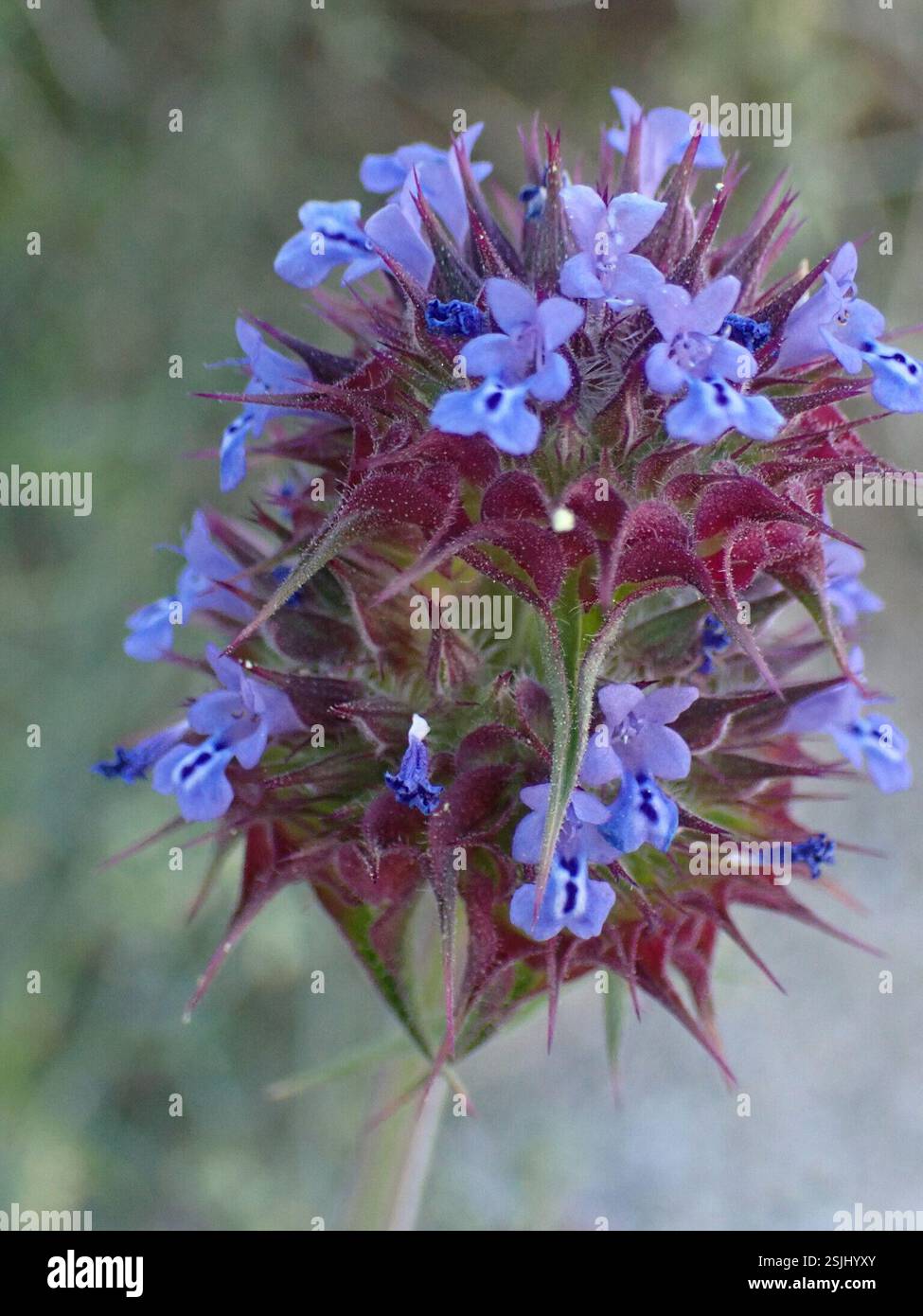 Chia (Salvia columbariae), Plantae, Riverside County, CA, USA Stock ...