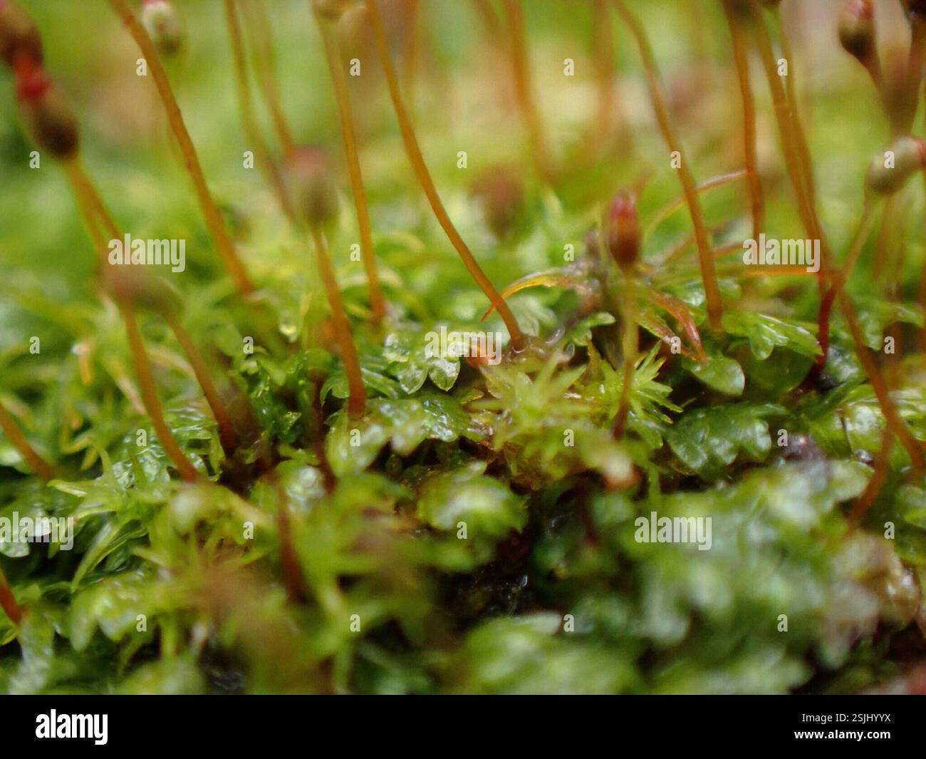 pocket mosses (Fissidens), Plantae, Wildomar, CA, USA, On soil bank ...