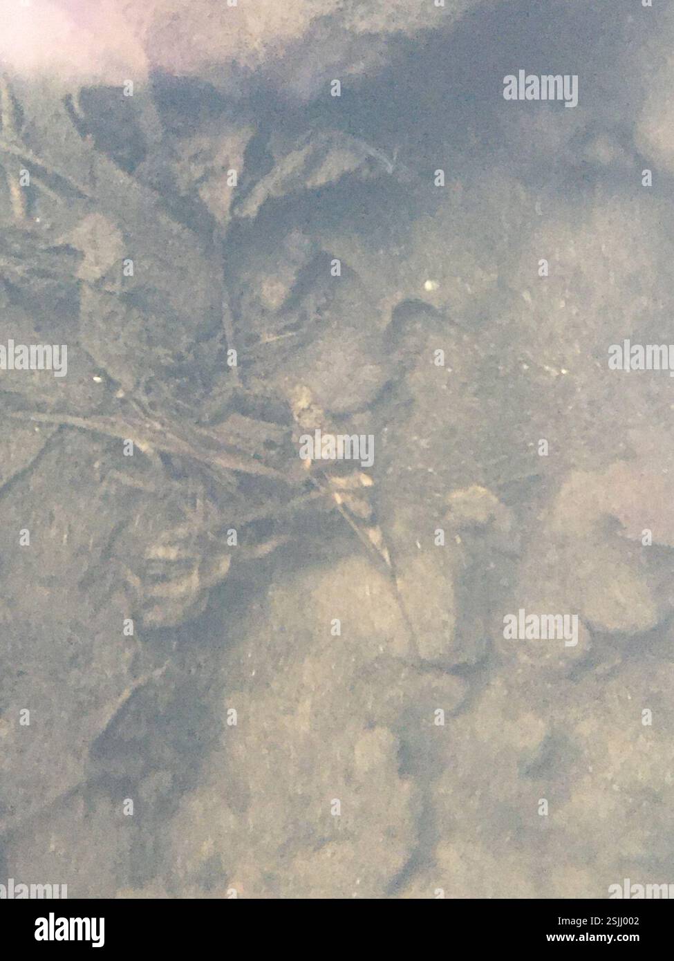 Northern Hog Sucker (Hypentelium nigricans), Actinopterygii, N Race St ...