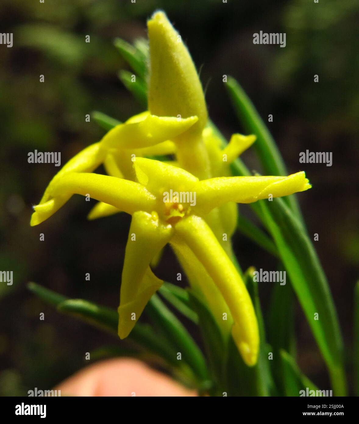 Poison Curryflower (Lasiosiphon afer), Plantae, uThukela District ...