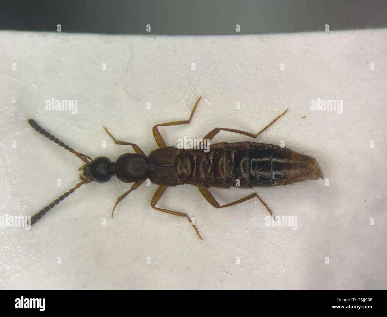 (Drusilla canaliculata), Insecta, Pointe-aux-Outardes, QC, Canada Stock ...