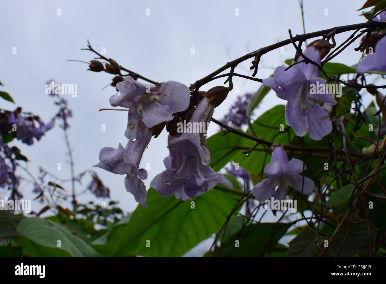 princess tree (Paulownia tomentosa), Plantae, 中国贵州省黔南布依族苗族自治州龙里县 Stock ...