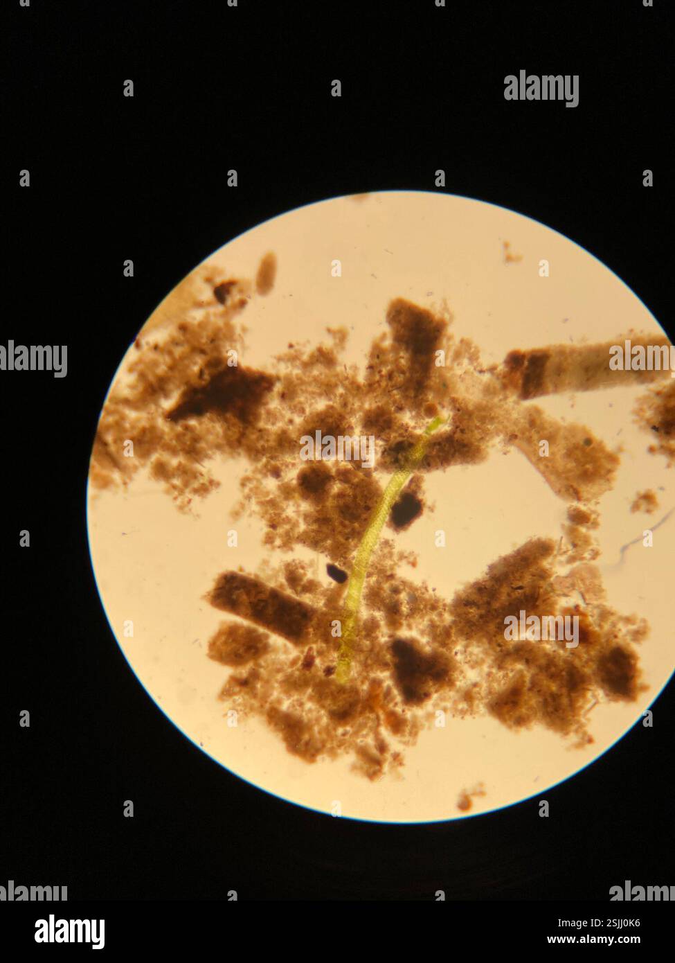 (Spirogyra), Plantae, Florida, US, muddy canal water. 25x ocular lens ...