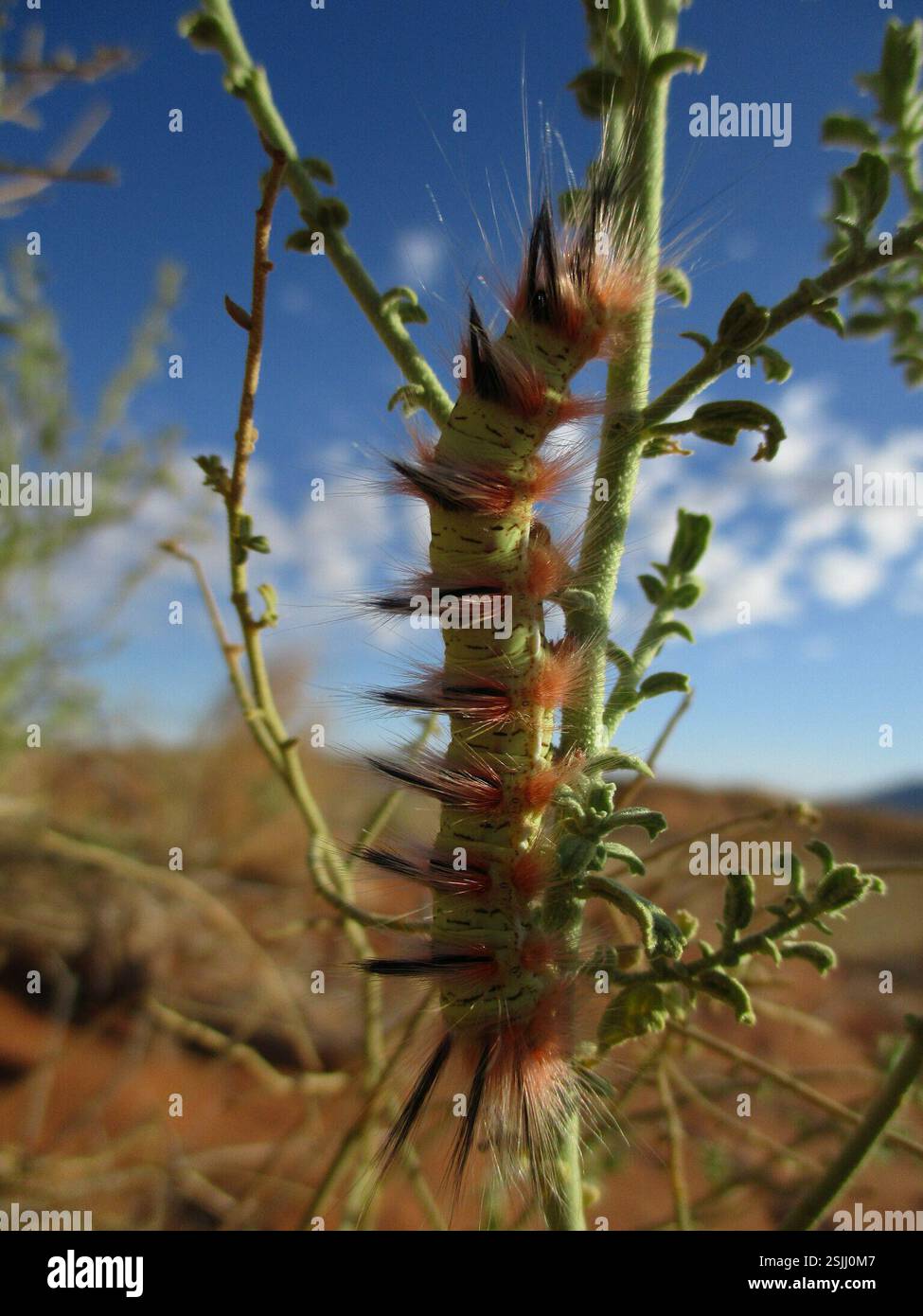 Butterflies and Moths (Lepidoptera), Insecta, Erongo Region, Namibia ...