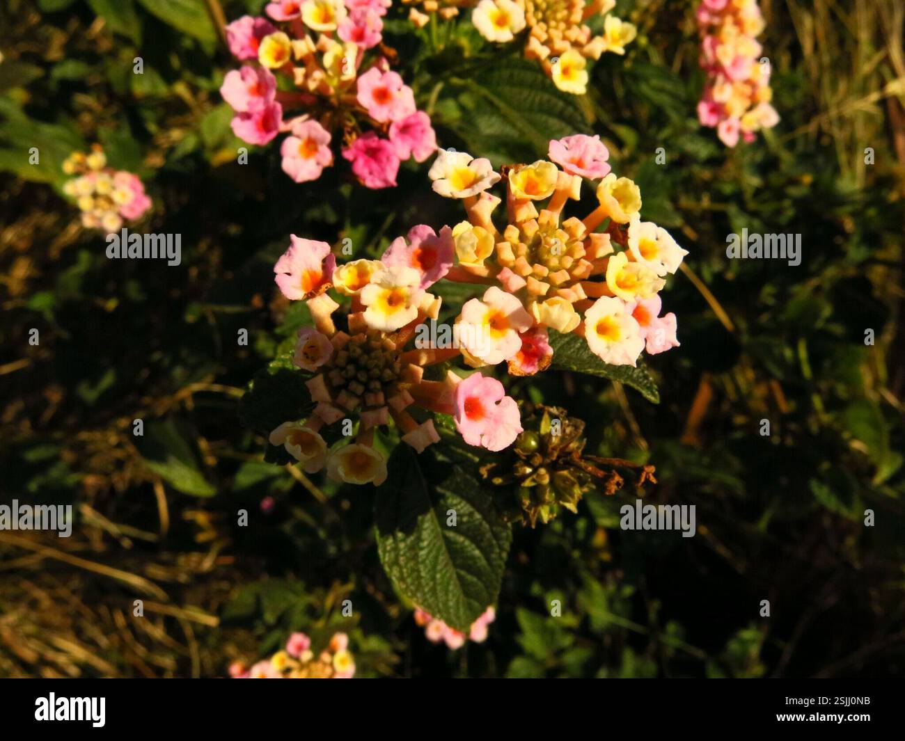 common lantana (Lantana camara), Plantae, uMgungundlovu District ...