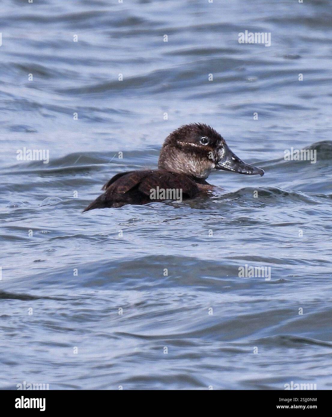 Andean Duck (Oxyura ferruginea), Aves, Lago Argentino, AR-SC, AR Stock ...