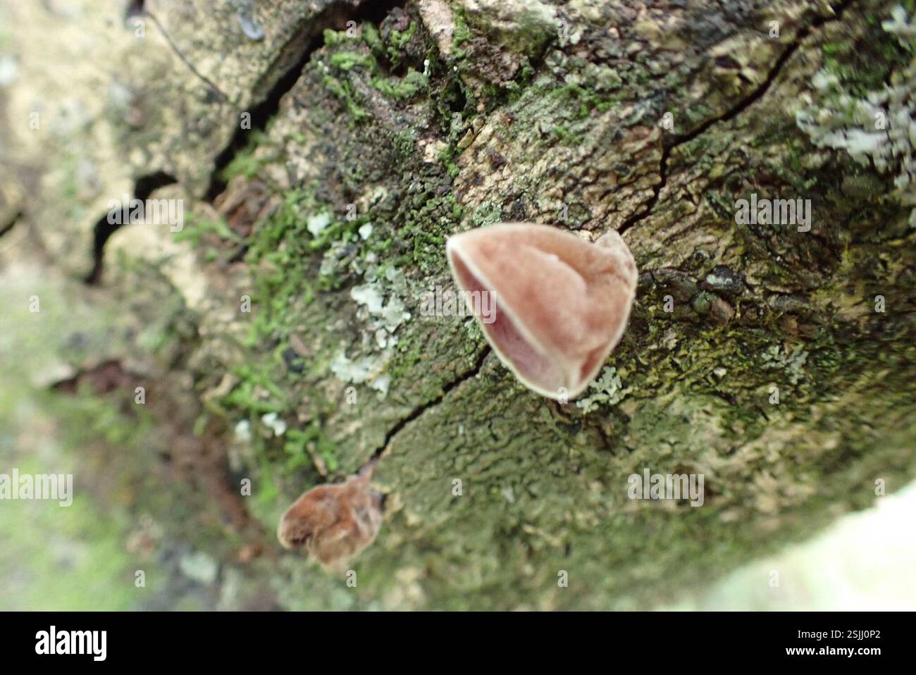 Wood ear fungi (Auricularia), Fungi, Chase Valley, Pietermaritzburg ...