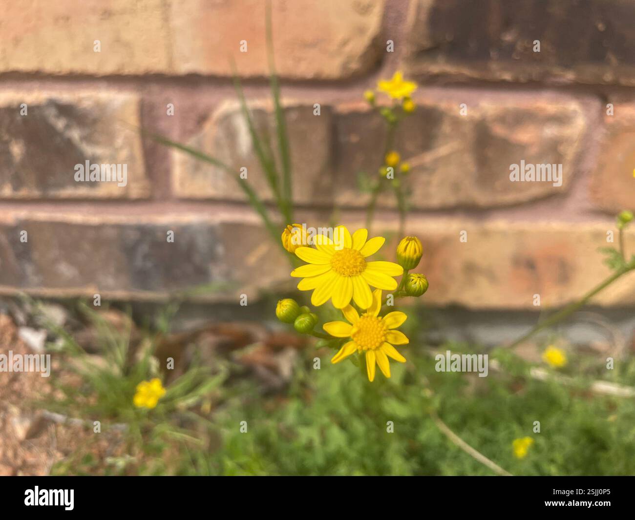 Great Plains Ragwort (Packera tampicana), Plantae, Texas, US Stock ...