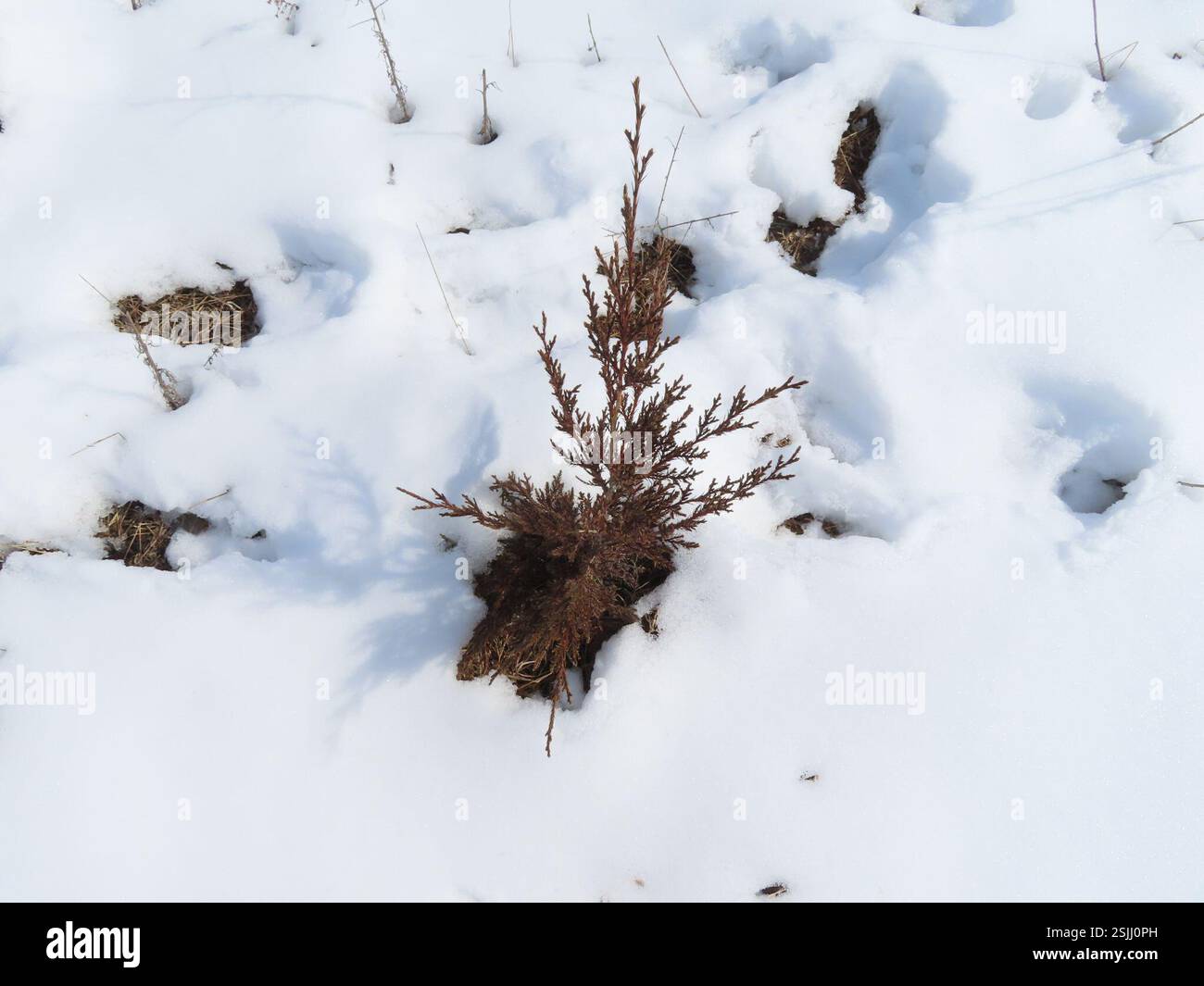 eastern redcedar (Juniperus virginiana), Plantae, Columbia, Wisconsin ...