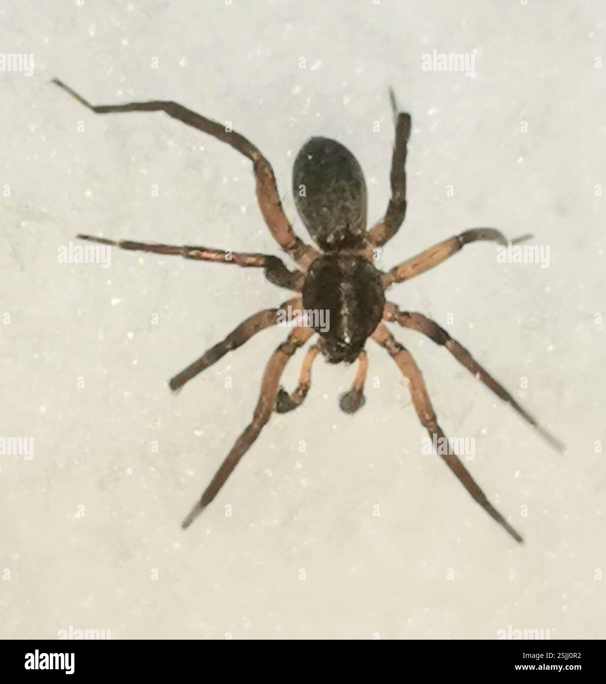 (Agroeca), Arachnida, 31160 Urjala, Suomi Stock Photo - Alamy