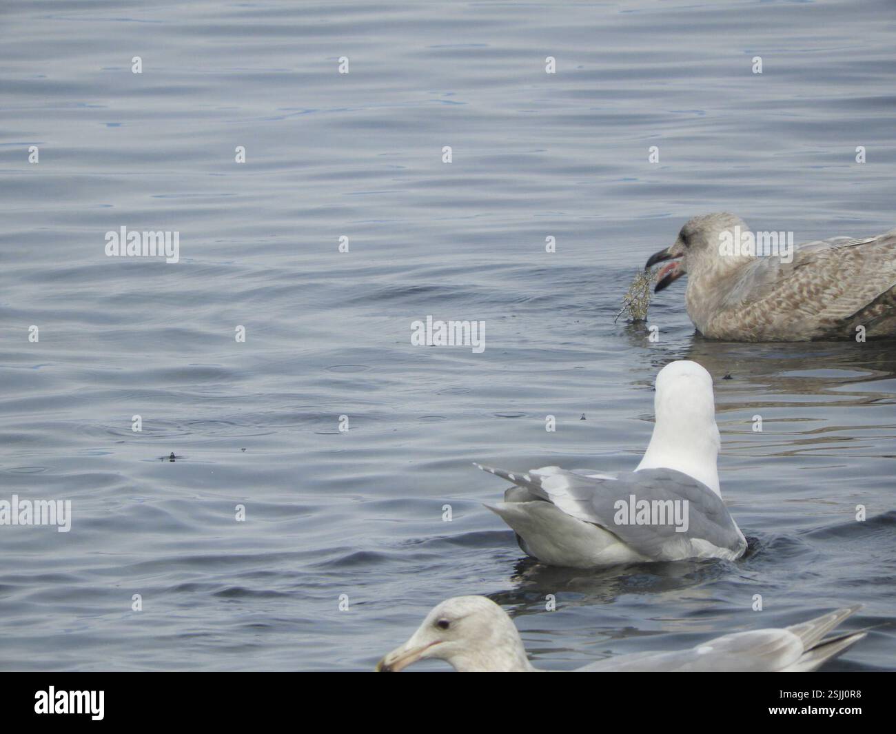 Glaucous-winged Gull (Larus glaucescens), Aves, Comox Valley, BC ...