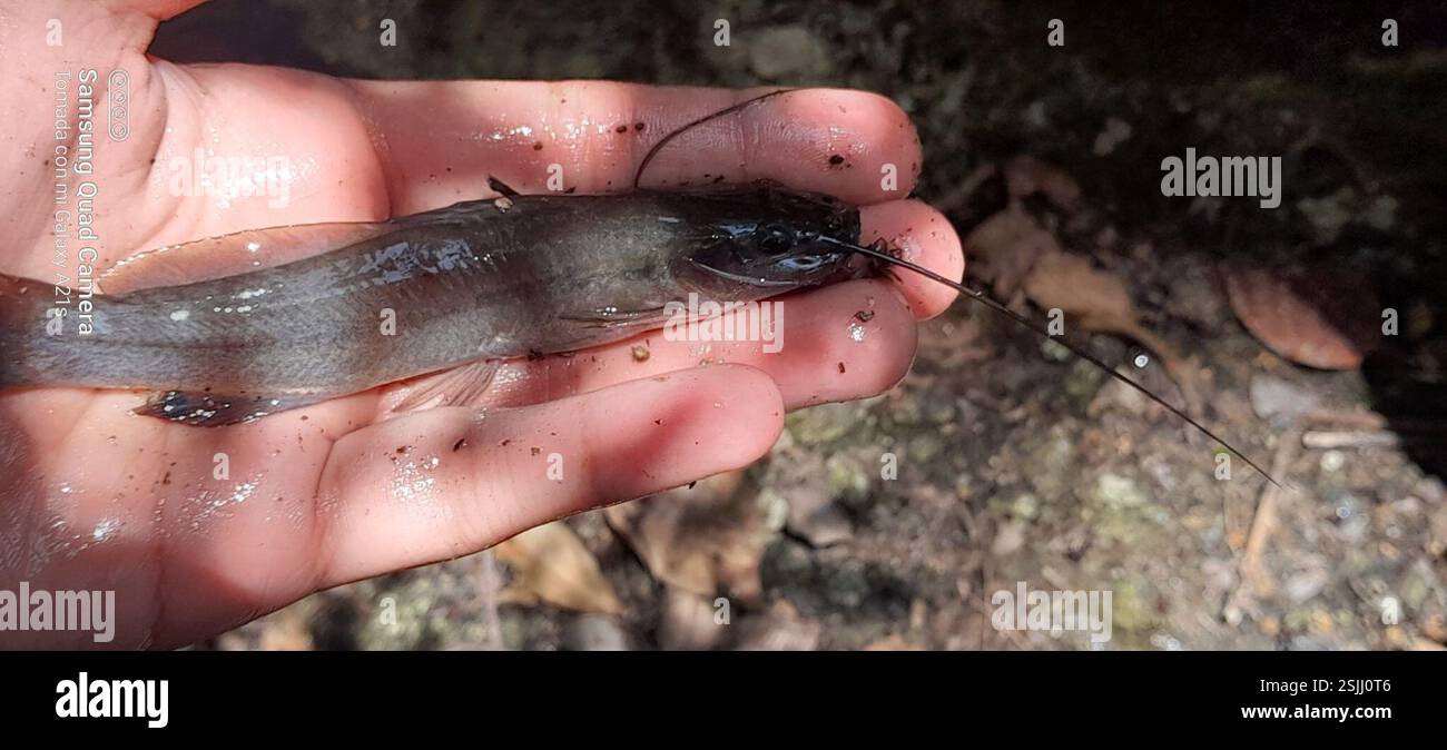 Pale Catfish (Rhamdia guatemalensis), Actinopterygii, Antón, Panamá ...