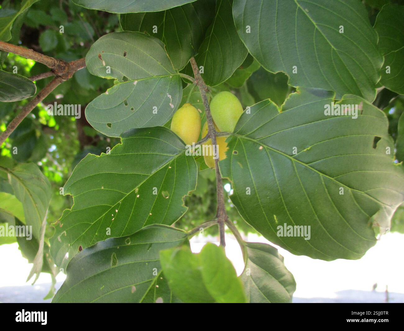 brown ivory (Phyllogeiton discolor), Plantae, Zambezi Region, Namibia ...