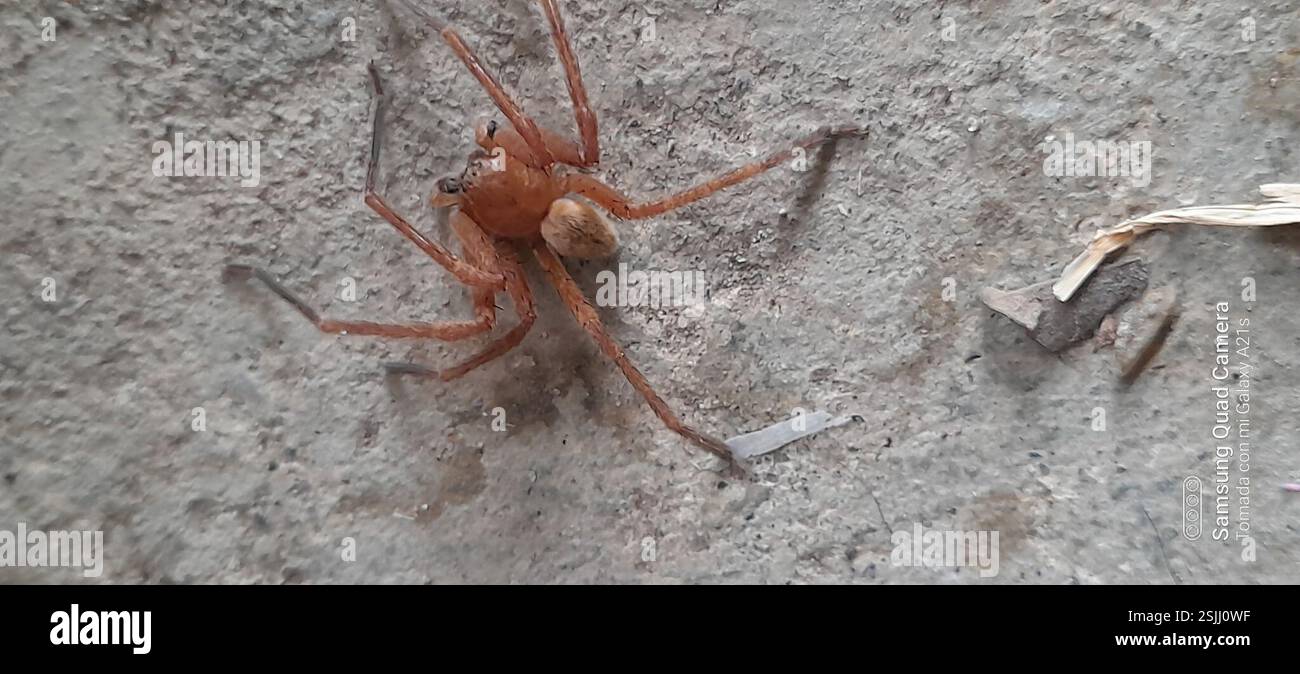 Huntsman Spiders (Sparassidae), Arachnida, Antón, Panamá Stock Photo ...