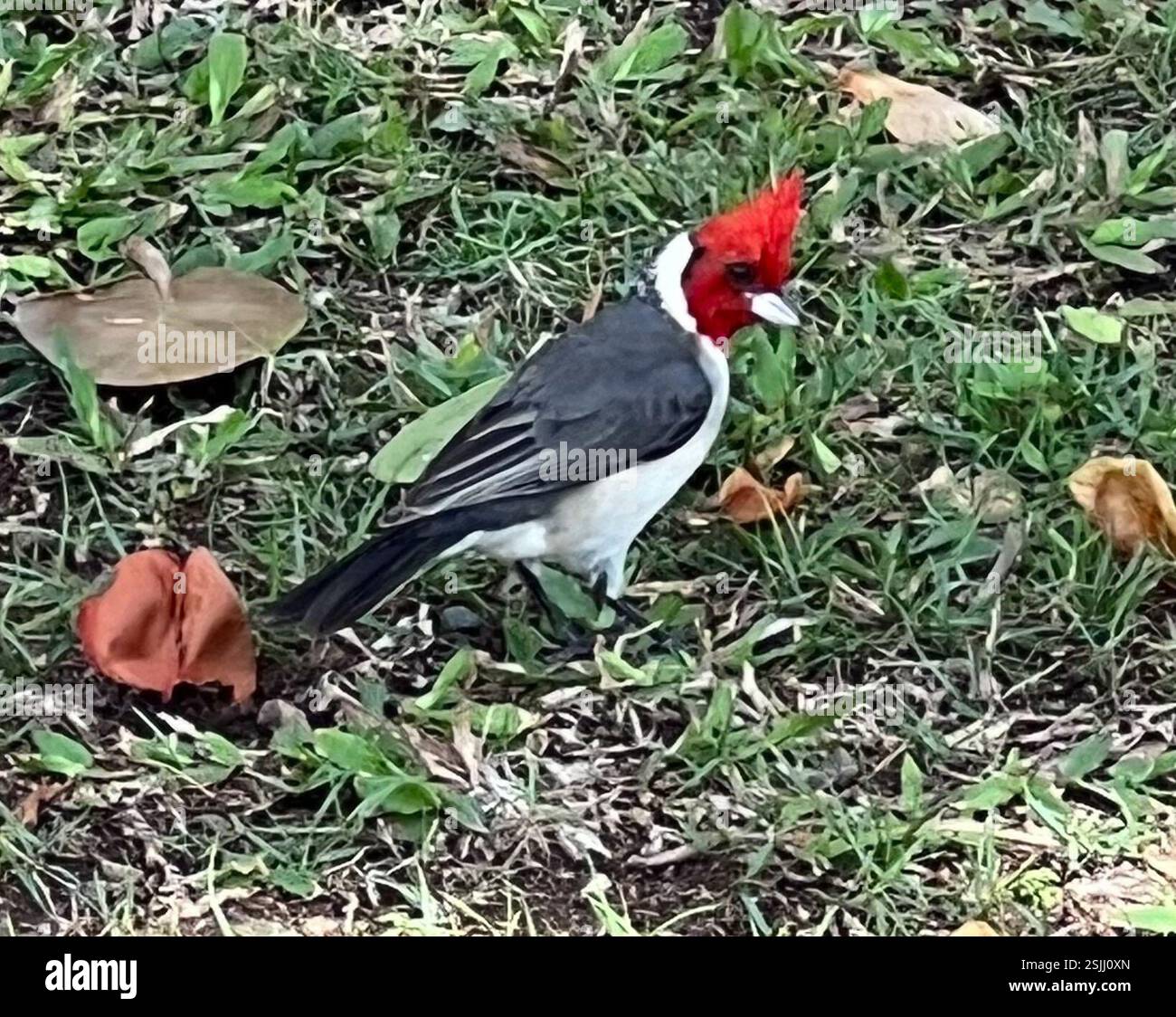 Red-crested Cardinal (Paroaria coronata), Aves, Oʻahu, Ko Olina, HI, US ...