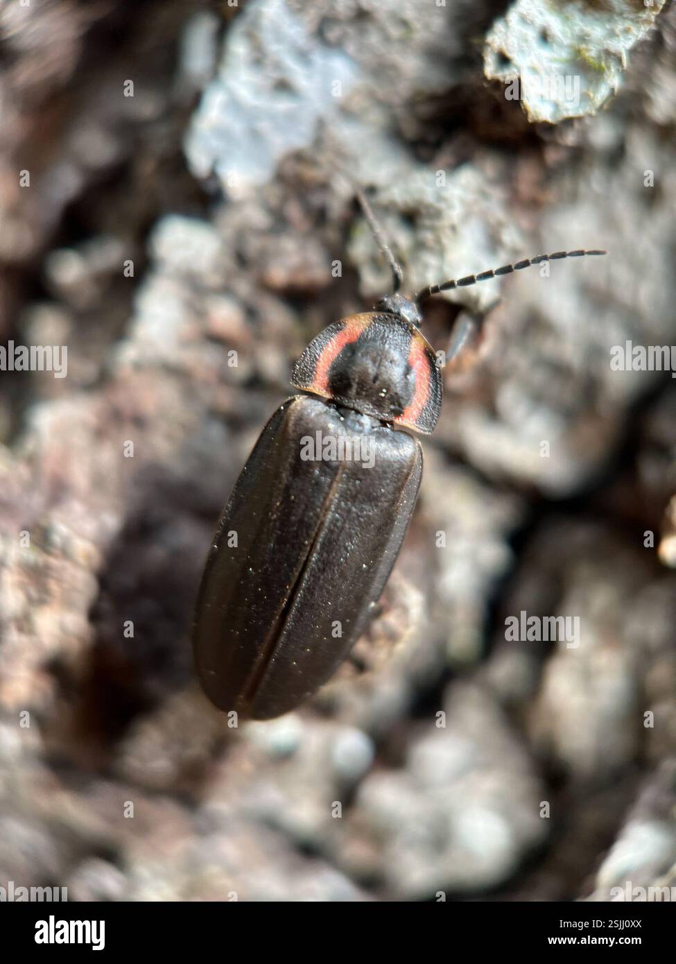 Winter Firefly (Ellychnia corrusca), Insecta, Lexington Park, MD, US ...