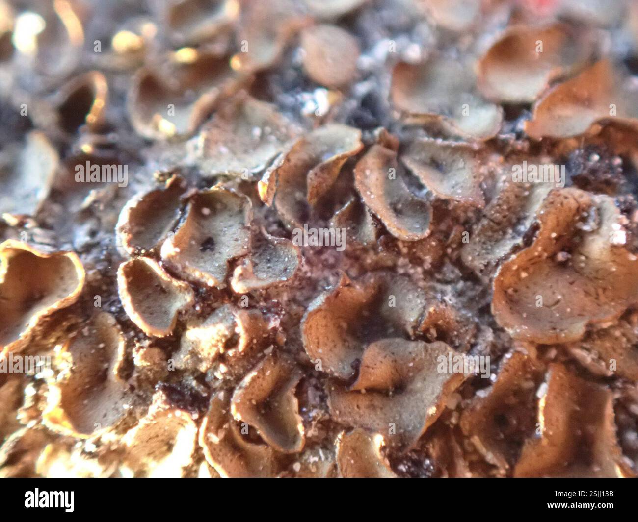 Ascomycete Fungi (Ascomycota), Fungi, Palm Desert, CA, USA, On mineral ...