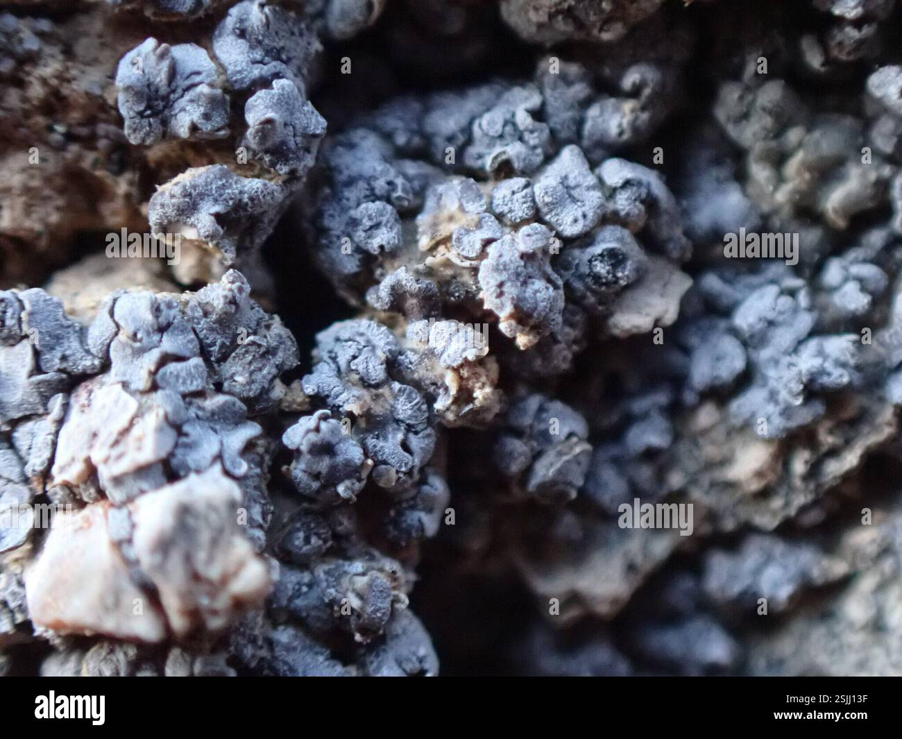 common lichens (Lecanoromycetes), Fungi, Palm Desert, CA, USA, Bullate ...