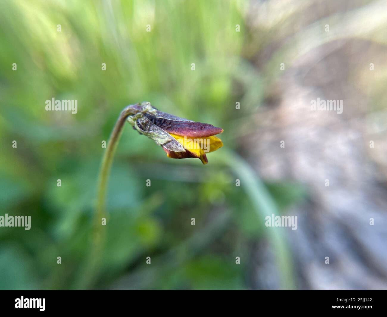 violets (Viola), Plantae, Pinnacles National Park, San Benito ...